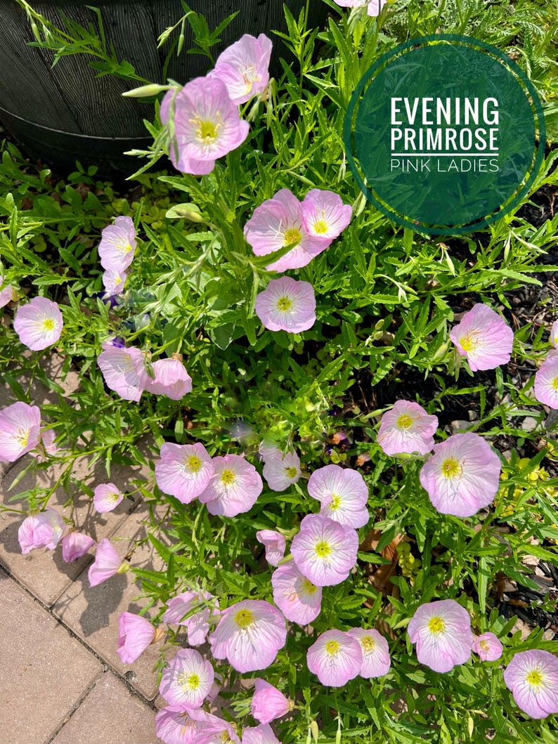 6 Evening Primrose Bare Root Plants: Pink Ladies, Fragrant, Drought ...