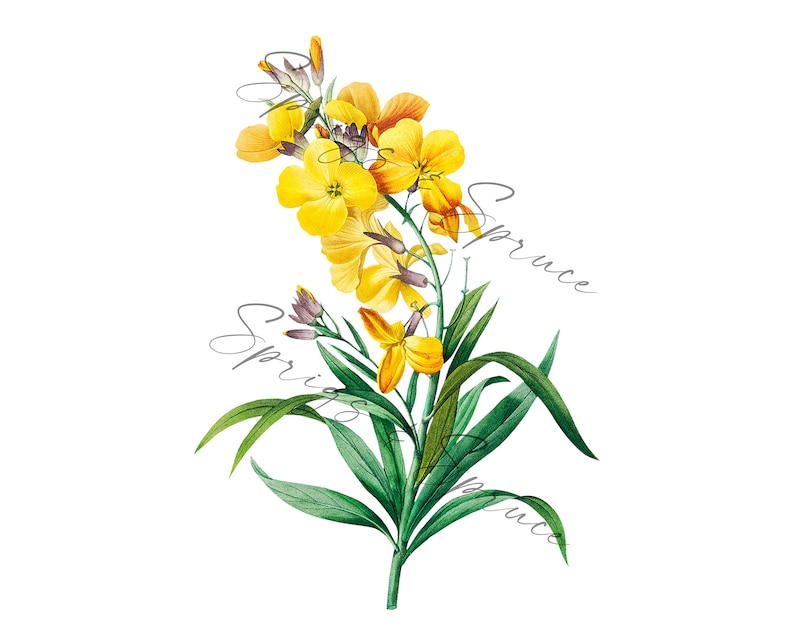 Yellow and Orange Flowers PNG Clip Art Image, Vintage Watercolor - Etsy