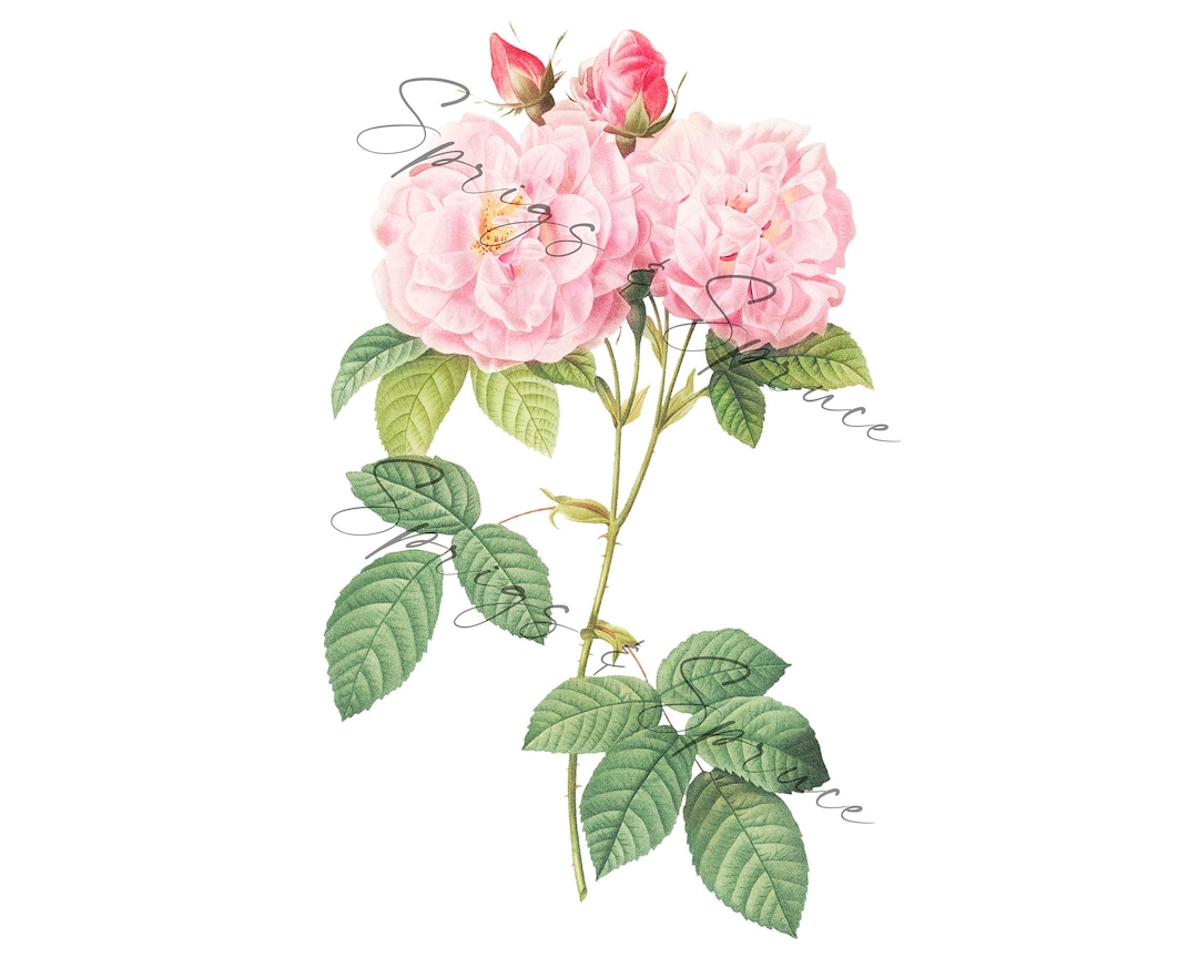 Light Pink Double Rose With Buds PNG Element, Clip Art Image, Digital ...