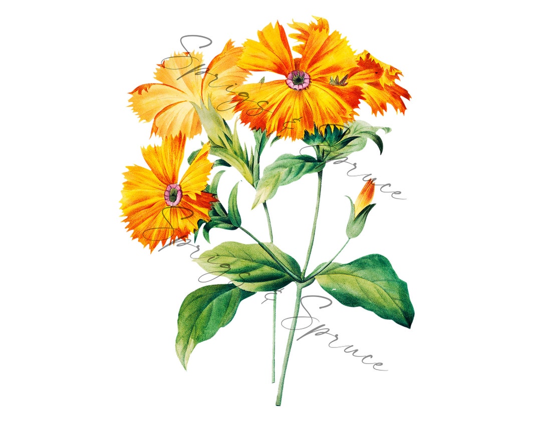 Vibrant Orange Flowers PNG Clip Art Image, Vintage Flower Watercolor - Etsy