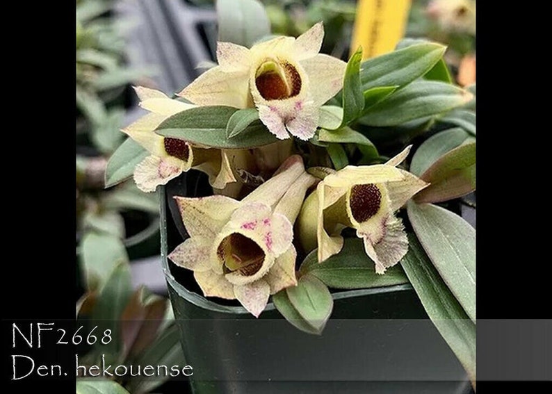 Rare Micro Mini Dendrobium Species. Dendrobium Hekouense - Etsy