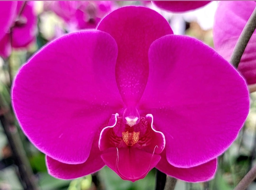 Husky Plant , Ruby Velvet Red Phalaenopsis Formosa Ruby 'brilliant ...