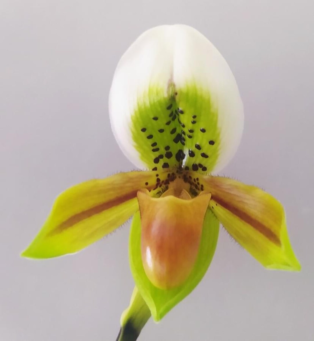 Rare Paph. Exul Species . ( Exul ' Phuket' AM/AOS X Self ) 12-13" Leaf ...