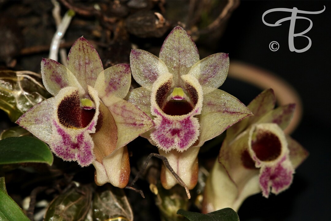 Rare, Micro Mini Dendrobium Species. Dendrobium Hekouense. - Etsy