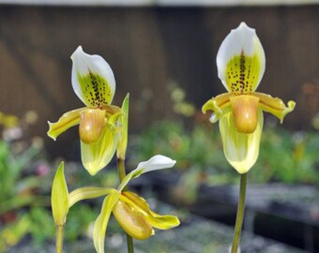 Rare Paph. Exul Species . Exul ' Phuket' AM/AOS X Self 12-13 Leaf Span ...