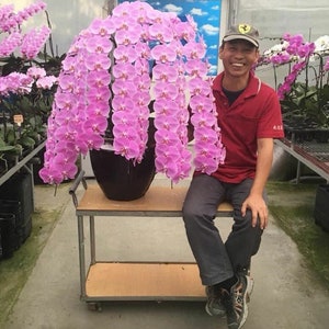 Awarded "cotton Candy" Phal. Cheng-de Beauty 'sakura' AM/AOS , Handsome Plant in 4" Pot With 25 ...