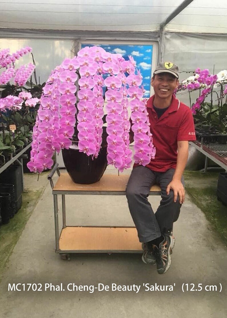 Awarded cotton Candy Phal. Cheng-de Beauty - Etsy