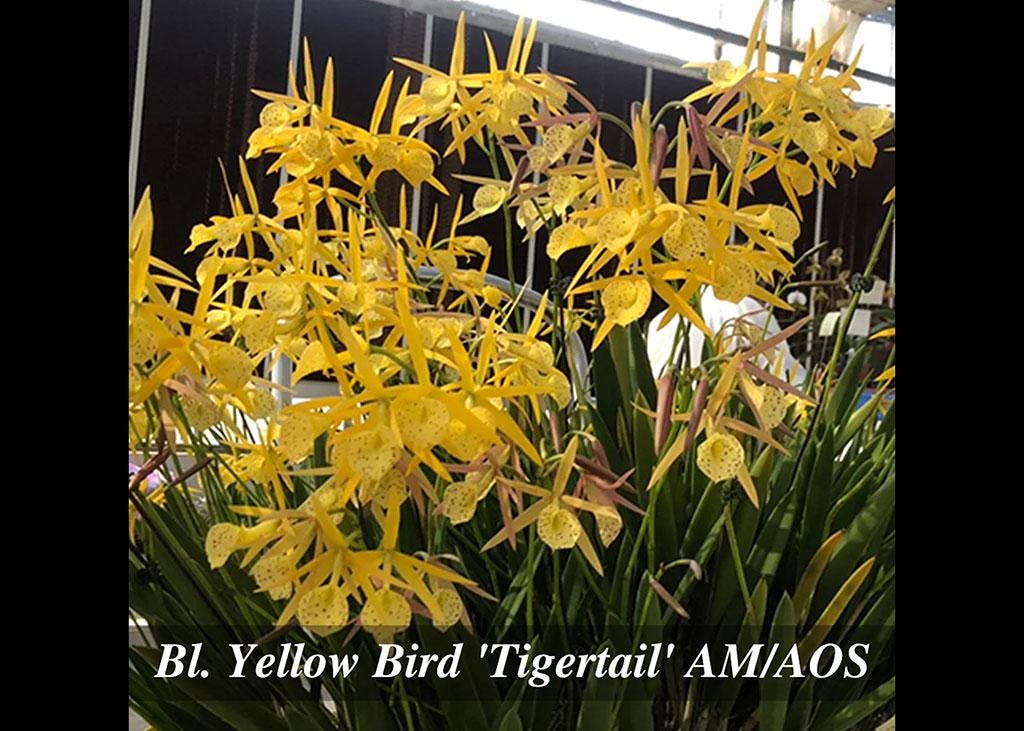 Fragrant. Bl. Yellow Bird 'tigertail' AM/AOS - Classic Compact Cattleya ...