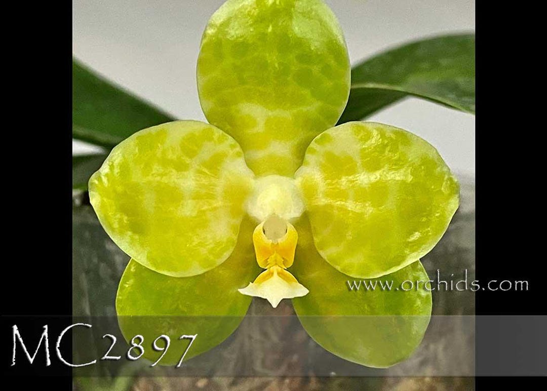 Award Quality Novelty Phalaenopsis LD Gian Green Giant ' Prince' - - Etsy