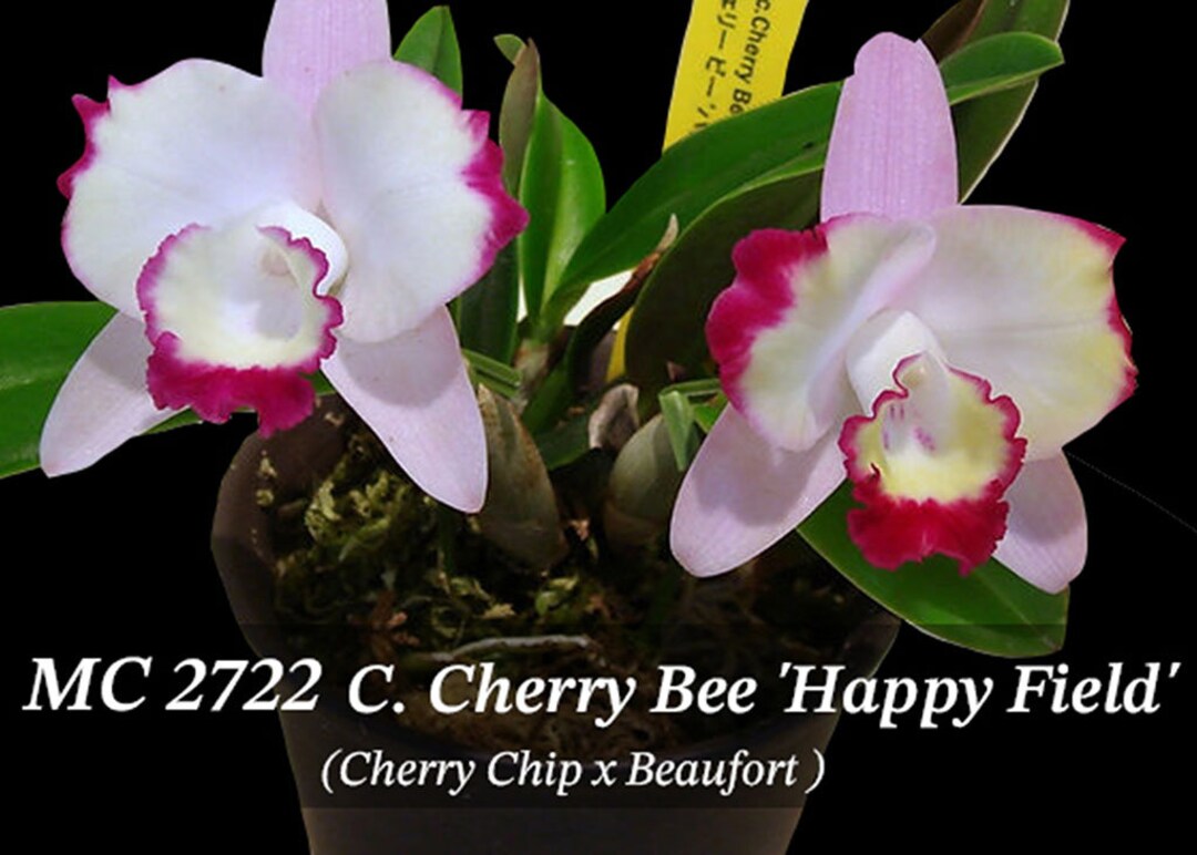 New Japanese Mini Cattleya Cherry Bee 'happy Field' cherry Chip X ...