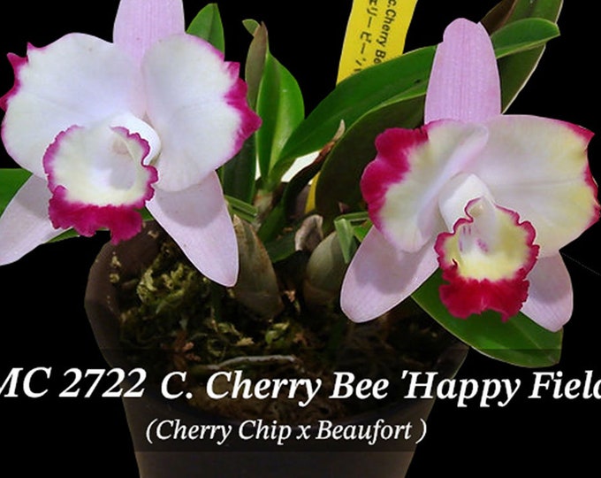 New Japanese Mini Cattleya Cherry Bee 'happy Field' (cherry Chip X Beaufort 4M) - Mature Size in ...