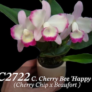 New Japanese Mini Cattleya Cherry Bee 'happy Field' cherry Chip X ...