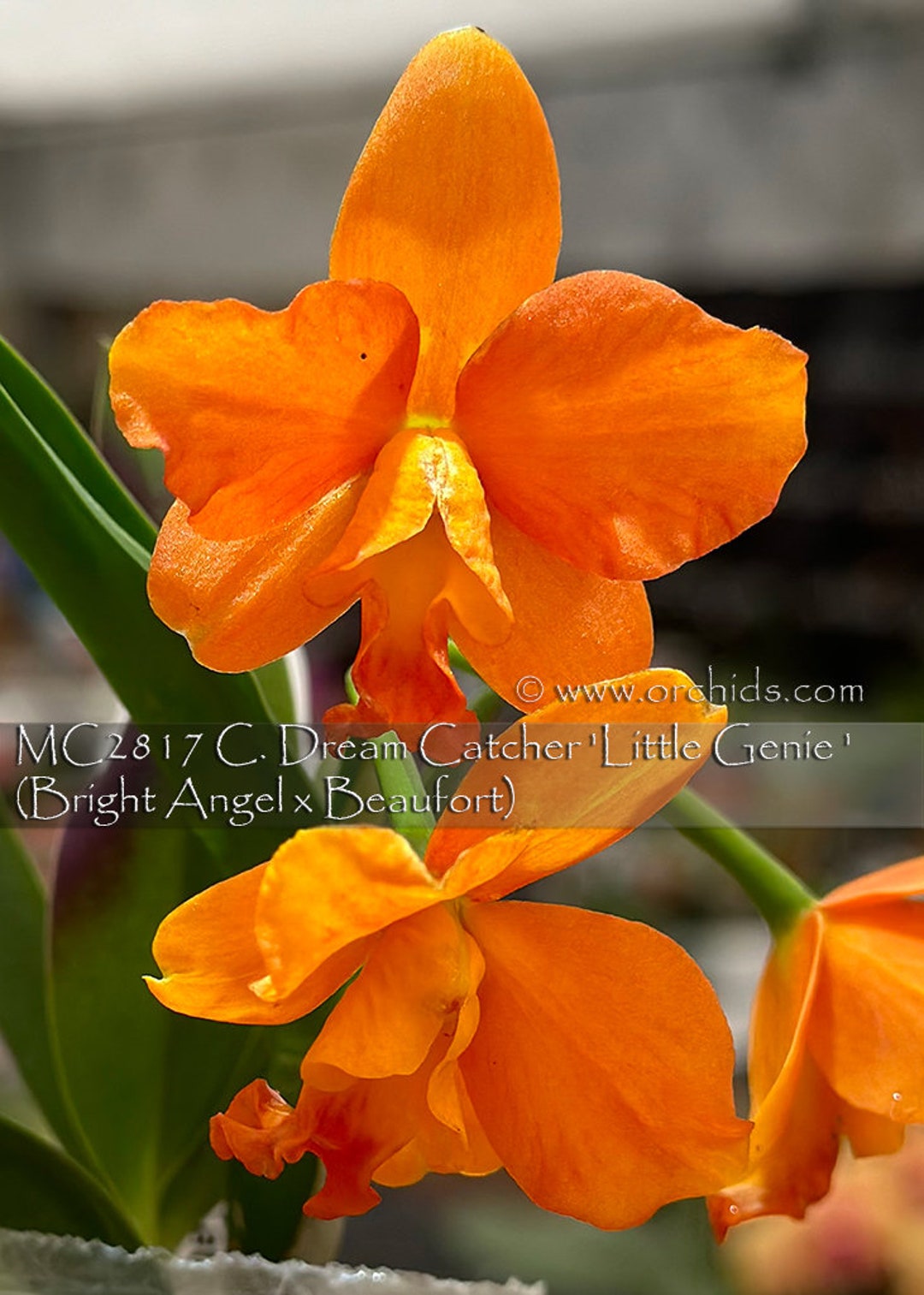 Micro/mini Cattleya. C. Dream Catcher 'little Genie' bright Angel X ...