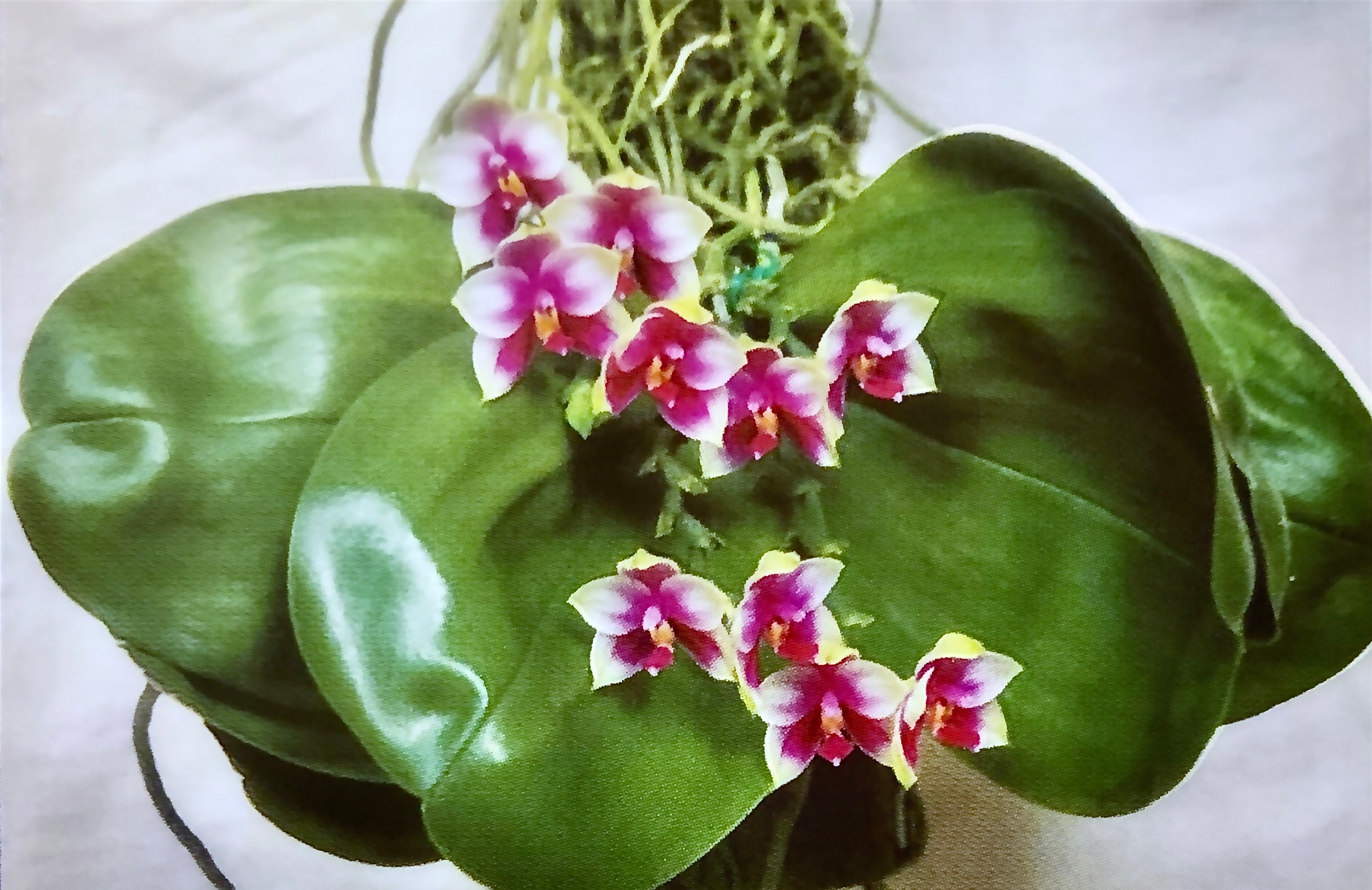 Mega Thrive- Foliar Plant Food for All Ornamentals and Orchids ...