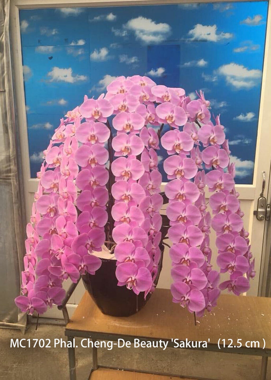 Awarded "cotton Candy" Phal. Cheng-de Beauty 'sakura' AM/AOS , Handsome Plant in 4" Pot With 25 ...