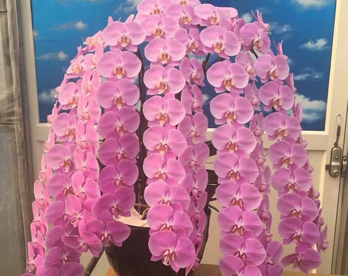 Awarded "cotton Candy" Phal. Cheng-de Beauty 'sakura' AM/AOS , Handsome Plant in 4" Pot With 25 ...