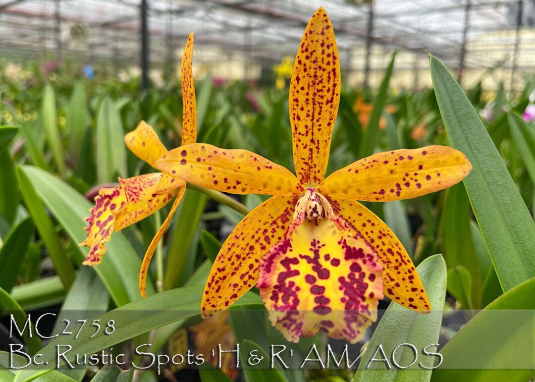 Fragrant . Bc. Rustic Spots 'H & R' AM/AOS richard Mueller X Landate ...