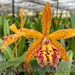 Fragrant . Bc. Rustic Spots 'H & R' AM/AOS richard Mueller X Landate Compact Cattleya , Blooming ...