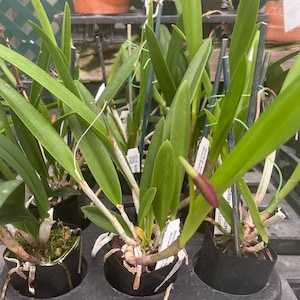 Fragrant . Bc. Rustic Spots 'H & R' AM/AOS richard Mueller X Landate Compact Cattleya , Blooming ...
