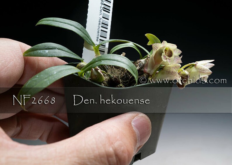 Rare Micro Mini Dendrobium Species. Dendrobium Hekouense - Etsy