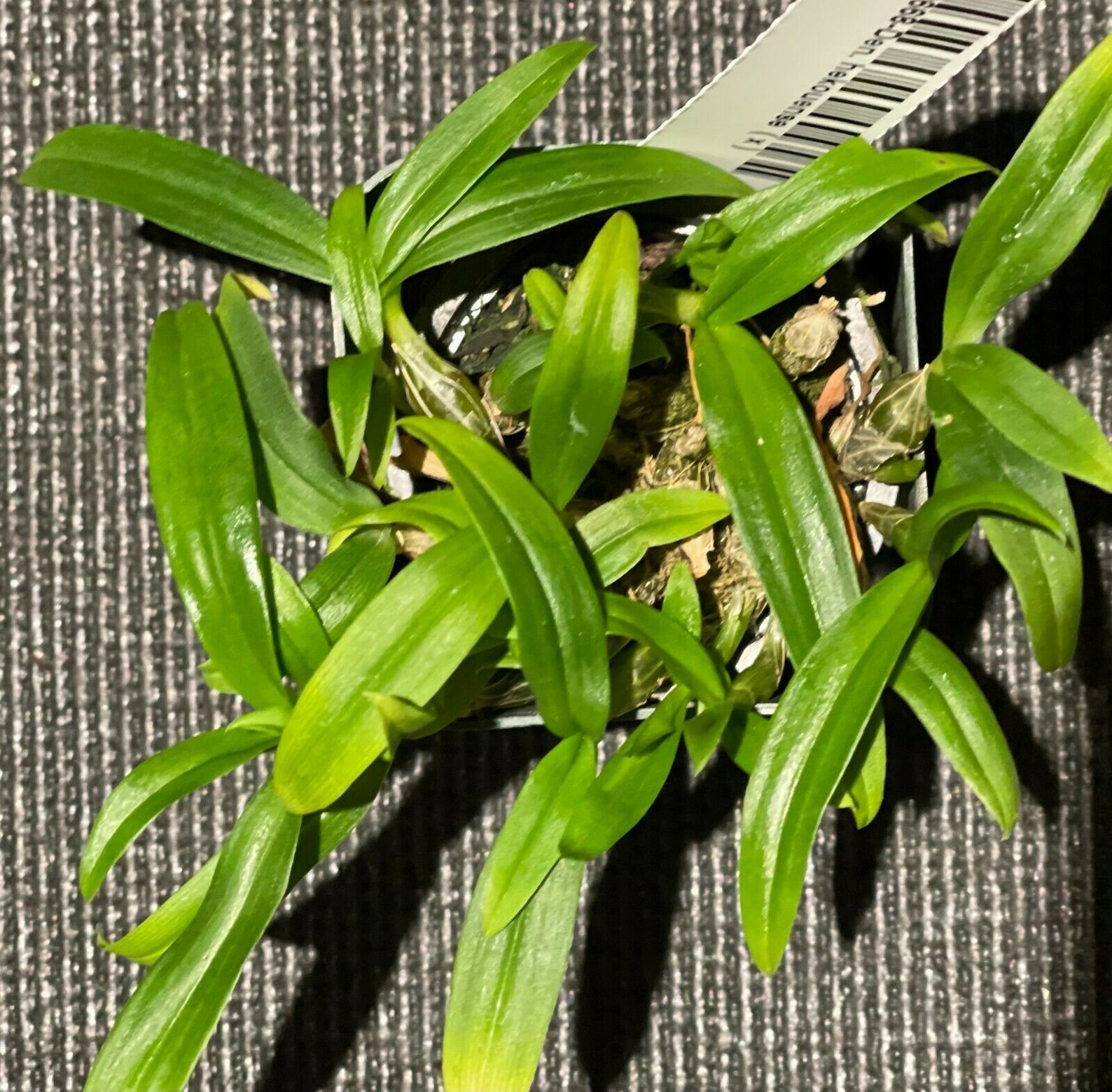 Rare, Micro Mini Dendrobium Species. Dendrobium Hekouense. - Etsy