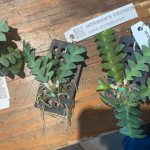 Rare , Dendrobium Leonis - Mounted , Mini Species . Blooming Size Plant ...