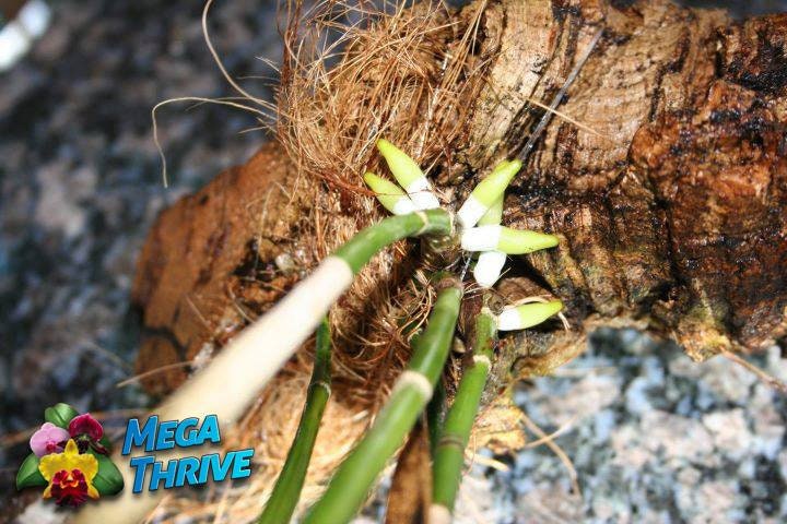 Mega Thrive- Foliar Plant Food for All Ornamentals and Orchids ...