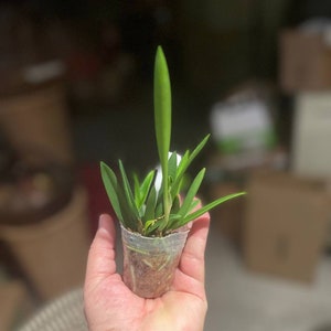 Bc. Be My Baby , Multi-floral , Micro- Mini Cattleya. Blooming Size in ...