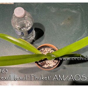 Rare Paph. Exul Species . ( Exul ' Phuket' AM/AOS X Self ) 12-13" Leaf ...