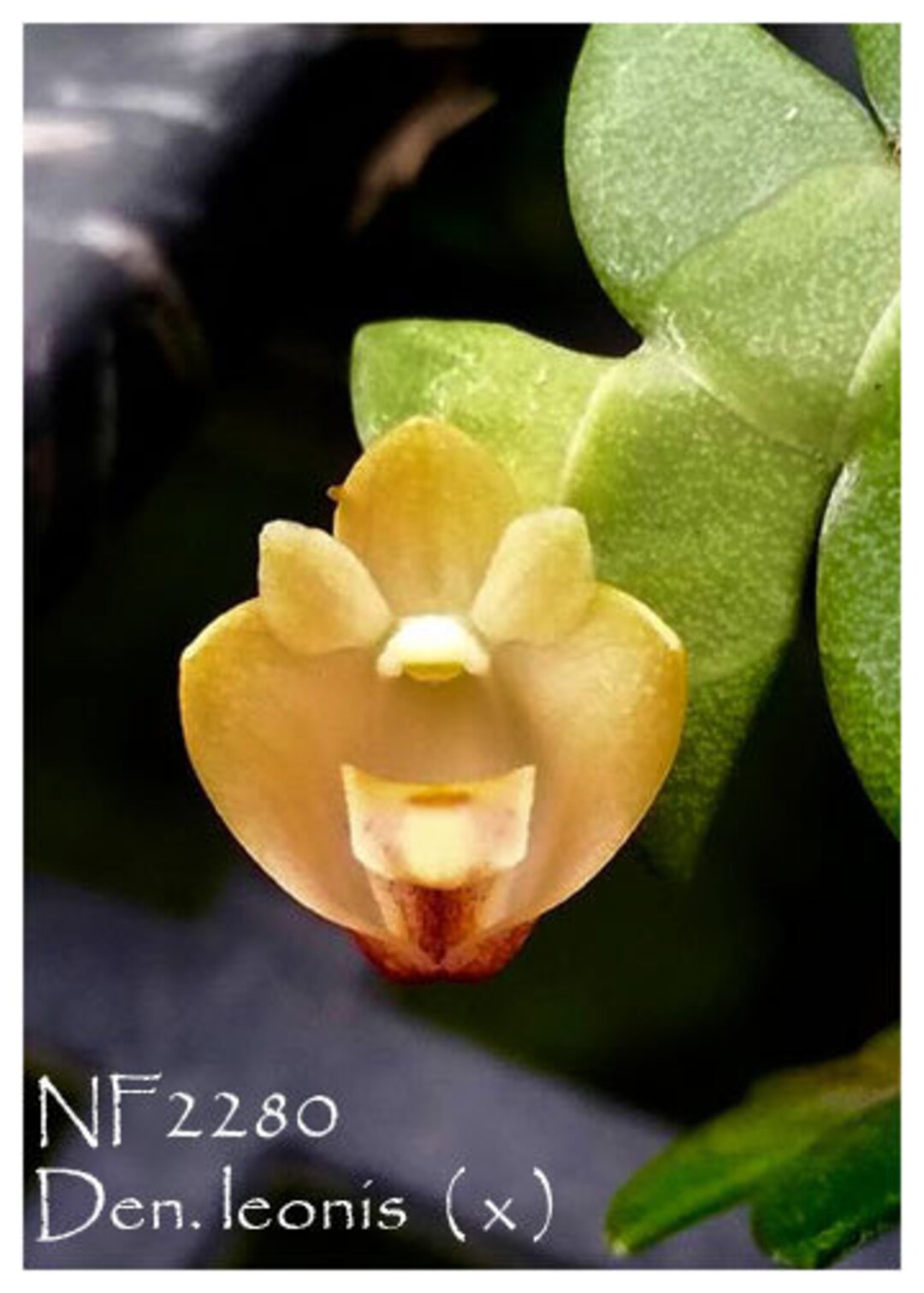 Rare , Dendrobium Leonis - Mounted , Mini Species . Blooming Size Plant ...