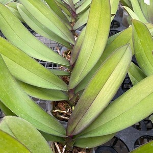 Awarded "cotton Candy" Phal. Cheng-de Beauty 'sakura' AM/AOS , Handsome Plant in 4" Pot With 25 ...