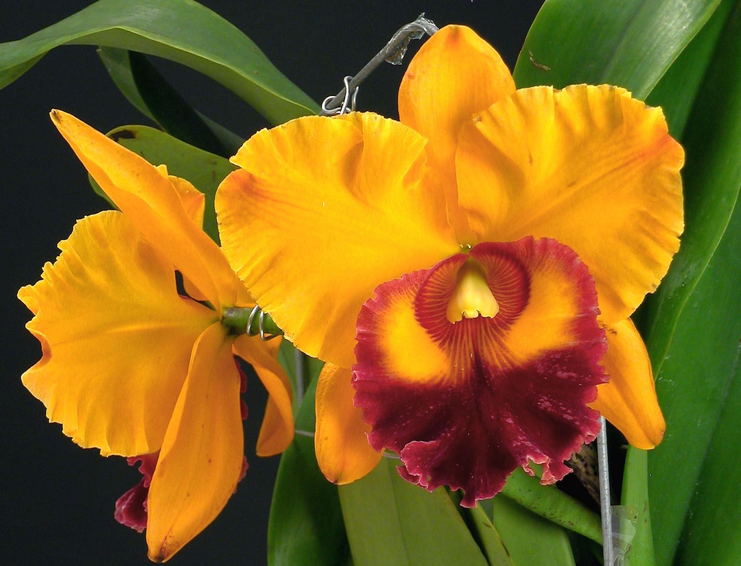 Fragrant. Blc. Chunyeah 'good Life' AM/AOS - Best Yellow Cattleya of ...