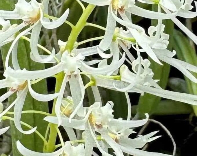 Rare Species. Mini Dendrobium Species From Australia. Dendroibum ...
