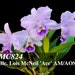 Awarded "cotton Candy" Phal. Cheng-de Beauty 'sakura' AM/AOS , Handsome Plant in 4" Pot With 25 ...