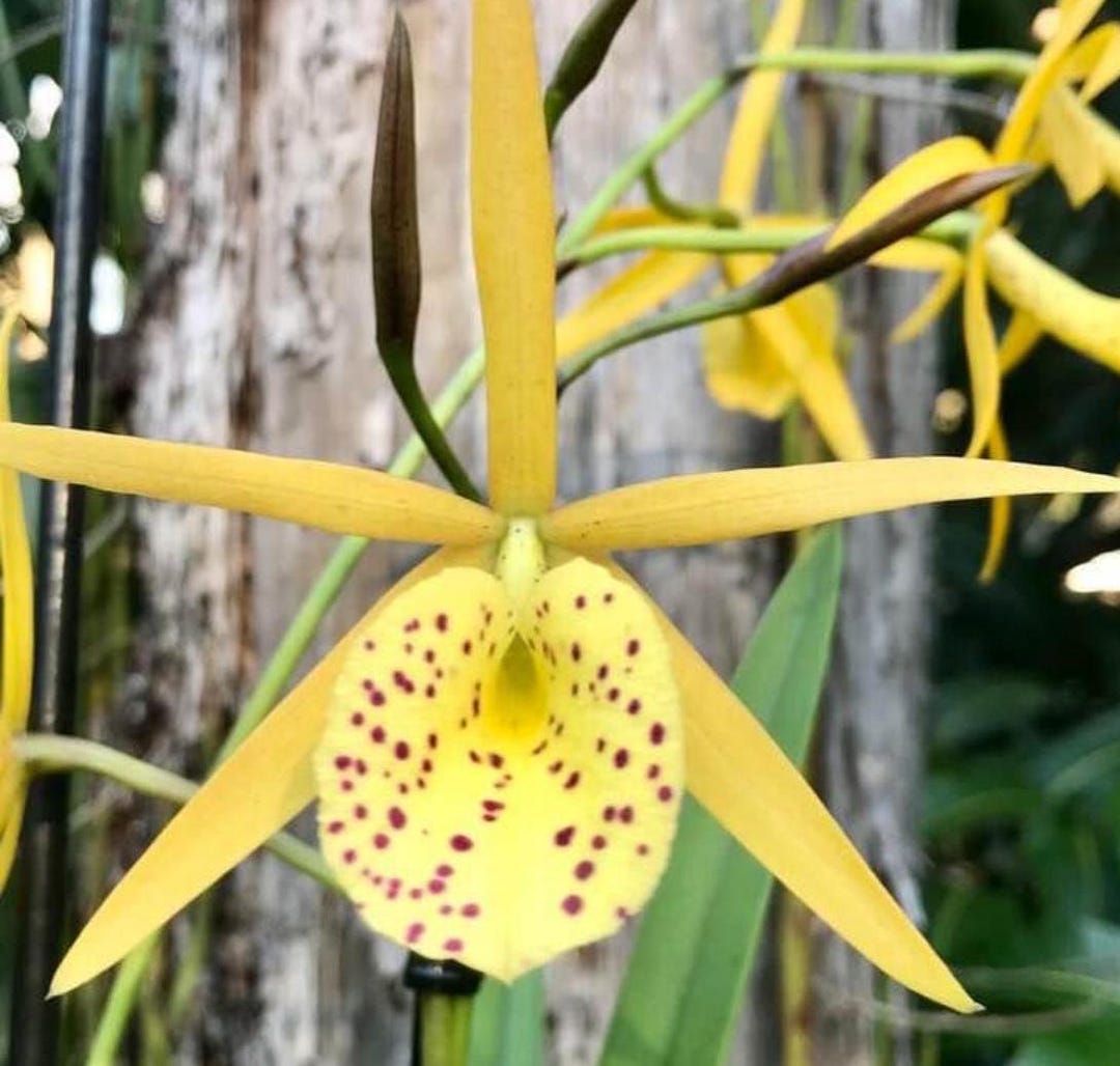 Fragrant. Bl. Yellow Bird 'tigertail' AM/AOS - Classic Compact Cattleya ...