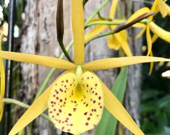 Fragrant . Bc. Rustic Spots 'H & R' AM/AOS (richard Mueller X Landate ...