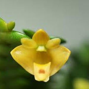 Rare , Dendrobium Leonis - Mounted , Mini Species . Blooming Size Plant ...