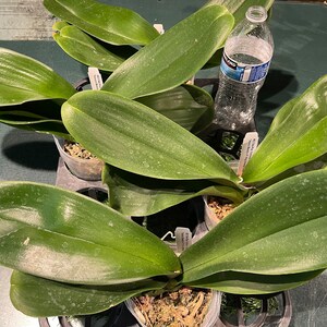 Husky Plant , Ruby Velvet Red Phalaenopsis Formosa Ruby 'brilliant ...