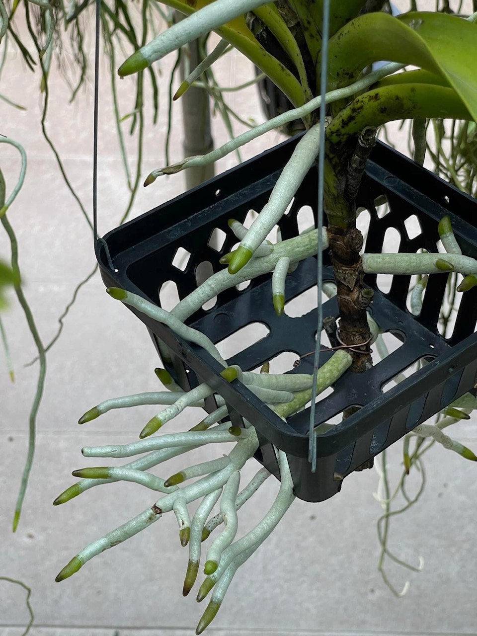 Mega Thrive- Foliar Plant Food for All Ornamentals and Orchids ...
