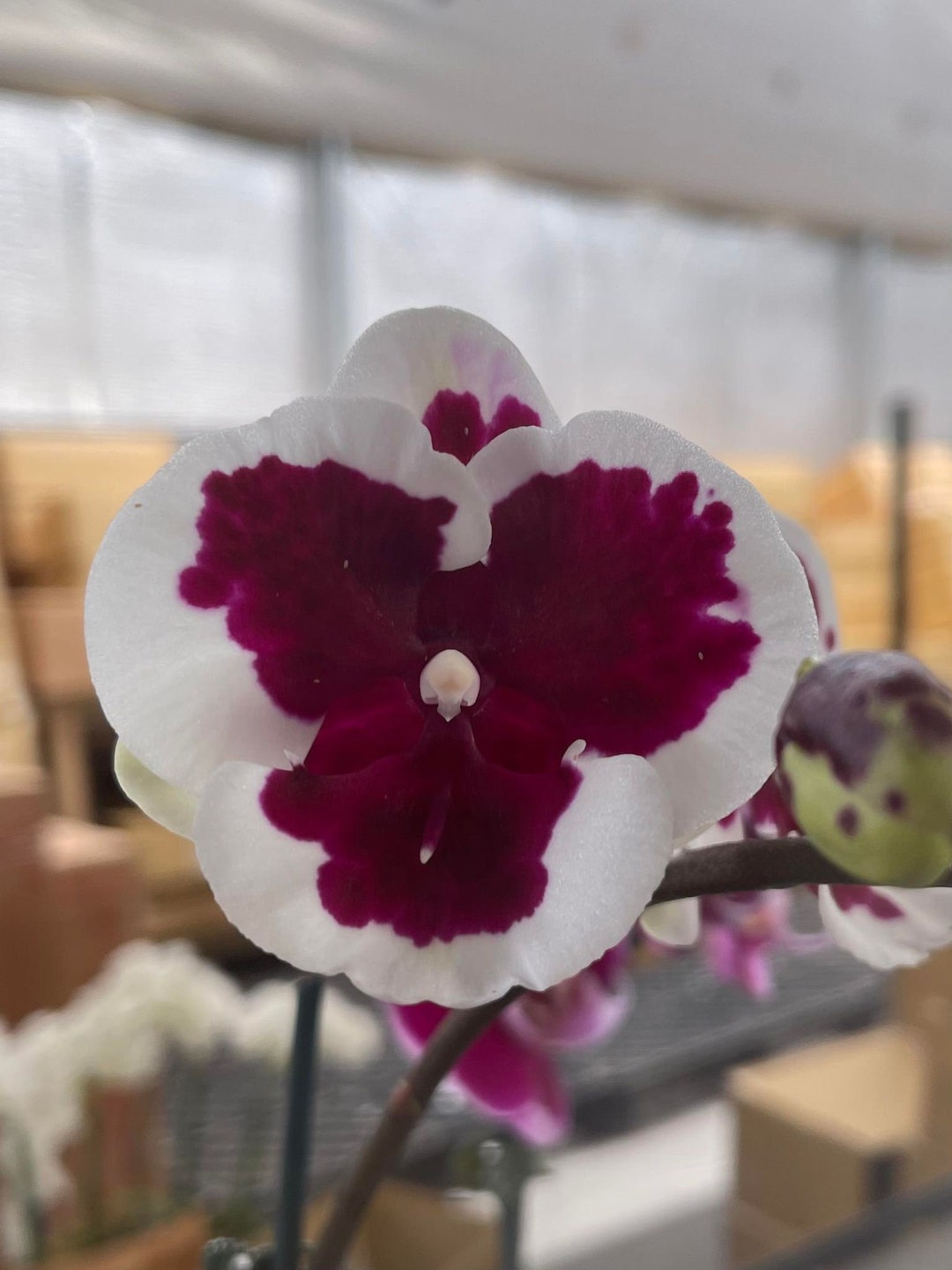 Rare Picotee Harlequin Phal. Fusheng Black Peacock 'panda' Mature Size ...