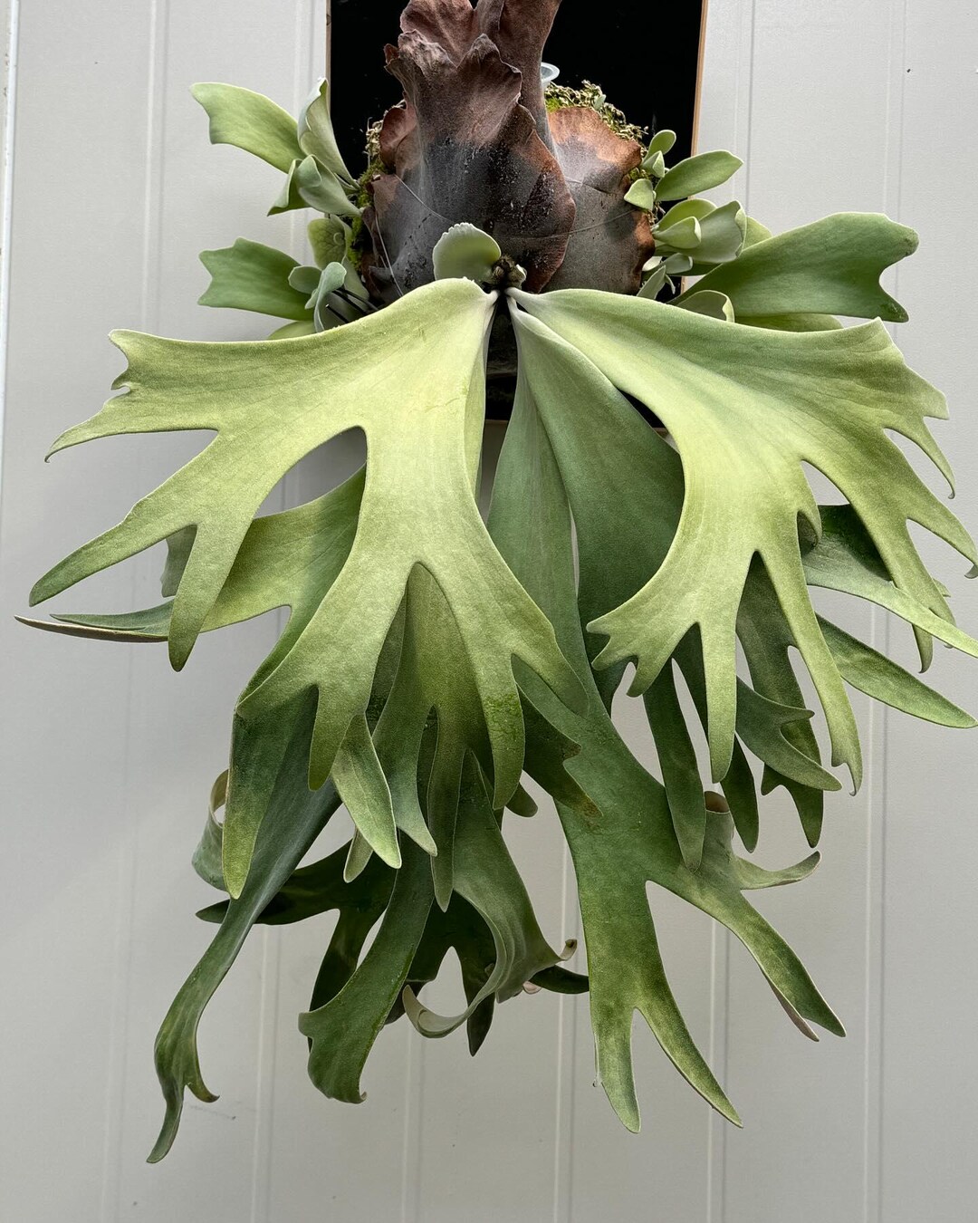 Rare and New Platycerium. Willinckii " Smiling Moon " (sporeling) (" Dwarf Tatsuta " X "mount ...