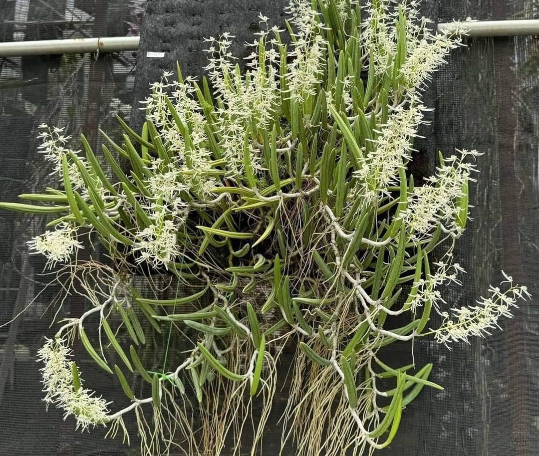 Rare Species. Mini Dendrobium Species From Australia. Dendroibum ...