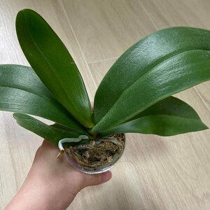 Grand Champion of 2023 Taiwan International Orchid Show. Phal. Hwa Yuan ...