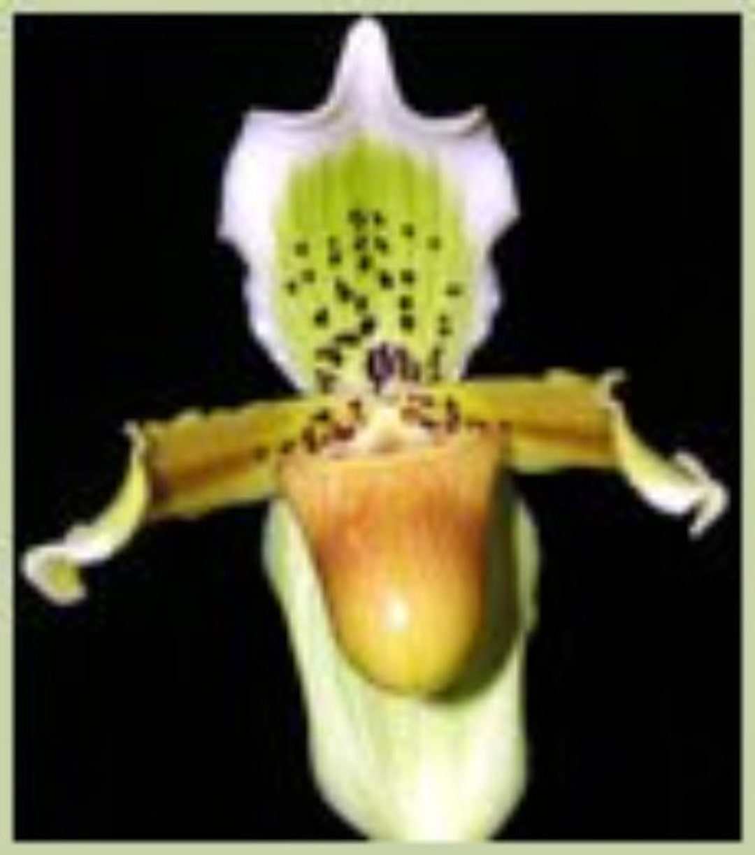 Rare Paph. Exul Species . Exul ' Phuket' AM/AOS X - Etsy