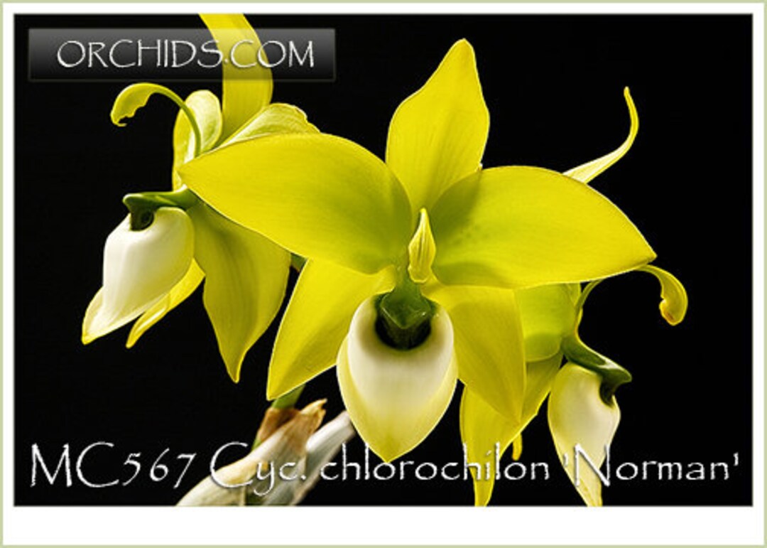 Exotic Fragrance. Cyc. Chlorochilon 'norman' Premium Blooming Size ...
