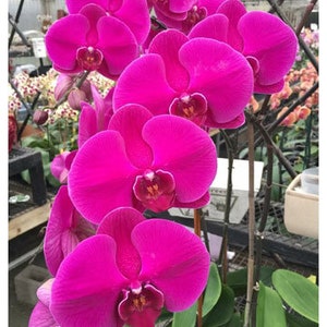 Husky Plant , Ruby Velvet Red Phalaenopsis Formosa Ruby 'brilliant ...