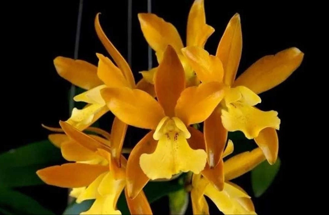 Fragrant. Cattleya Chocolate Drop 'yellow Chiffton' guttata X ...
