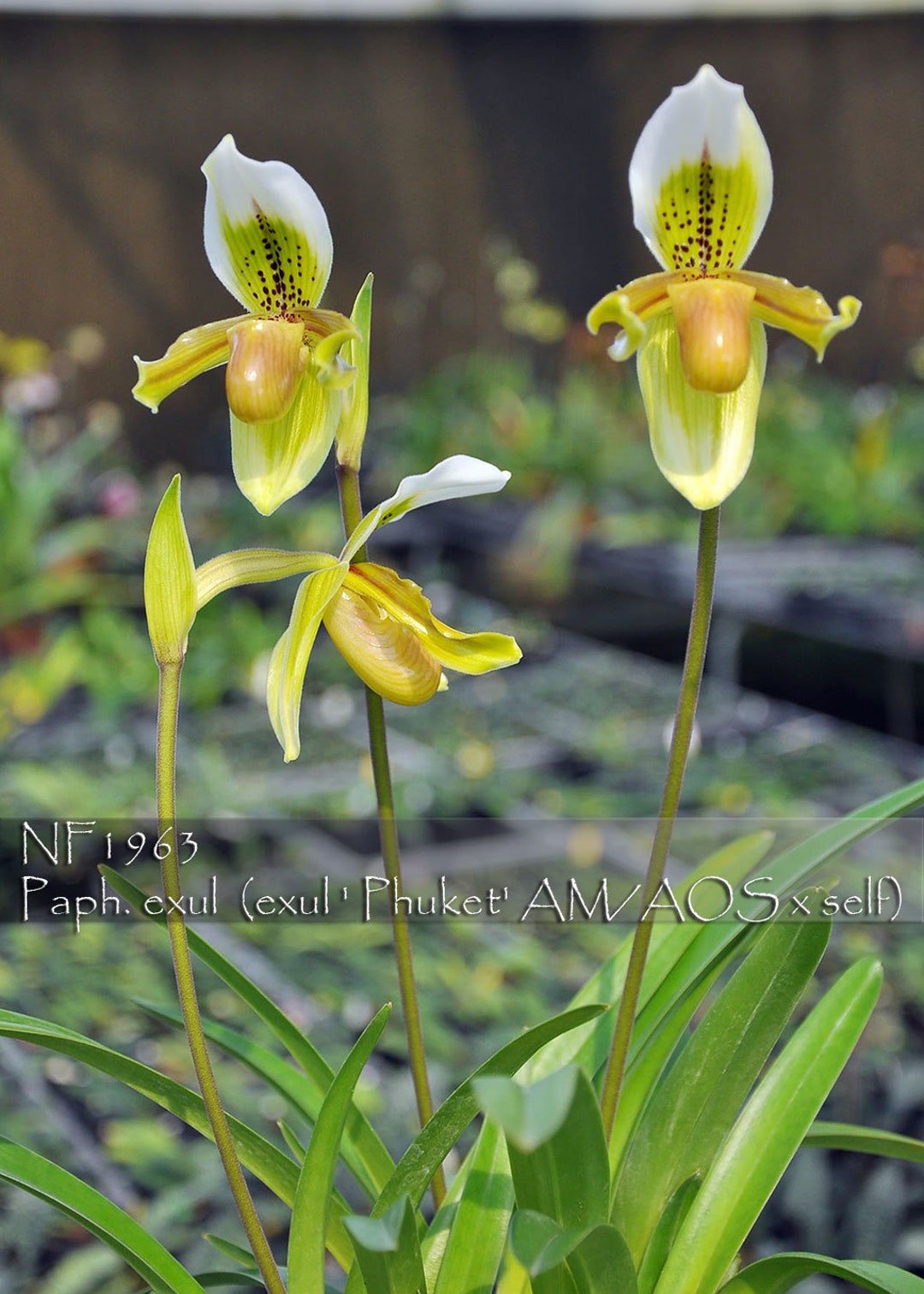 Rare Paph. Exul Species . Exul ' Phuket' AM/AOS X Self 12-13 Leaf Span ...