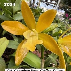 Fragrant. Cattleya Chocolate Drop 'yellow Chiffton' (guttata X ...