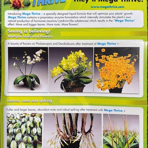 Husky Plant , Ruby Velvet Red Phalaenopsis Formosa Ruby 'brilliant ...